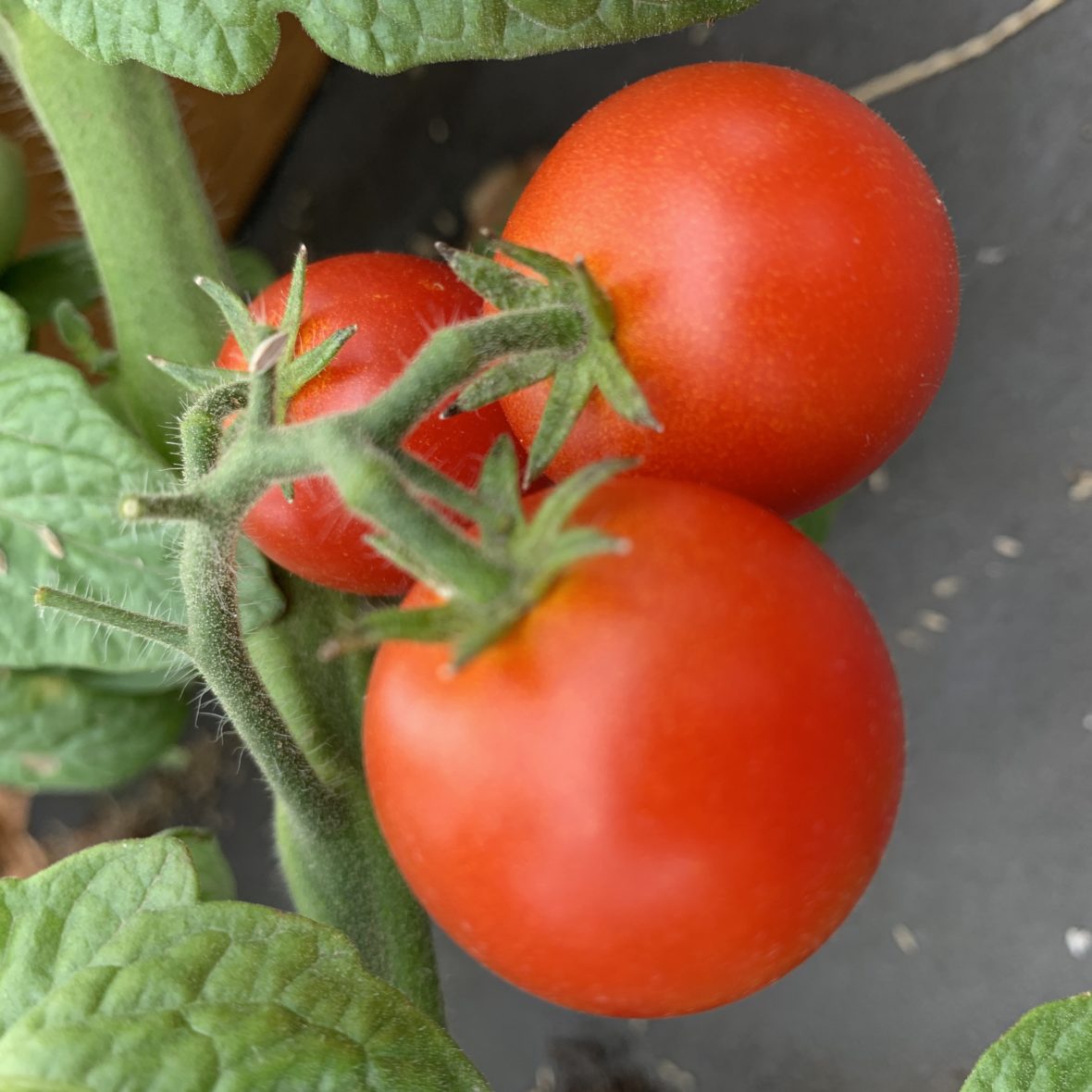 Finding Balance in the Garden - Real Life Balanced